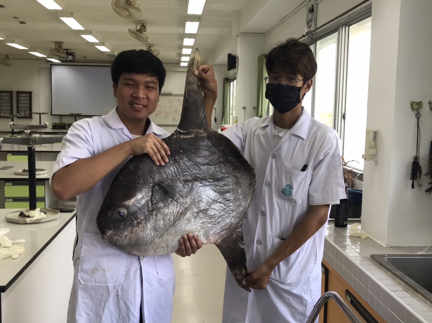 Ocean sunfish หรือ ปลาแสงอาทิตย์ - สาขาวิชาวิทยาศาสตร์การประมง คณะสัตว ...